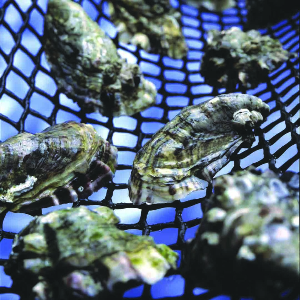 Oyster Mesh – Tailored for Oyster Farms - Tapex Industrial